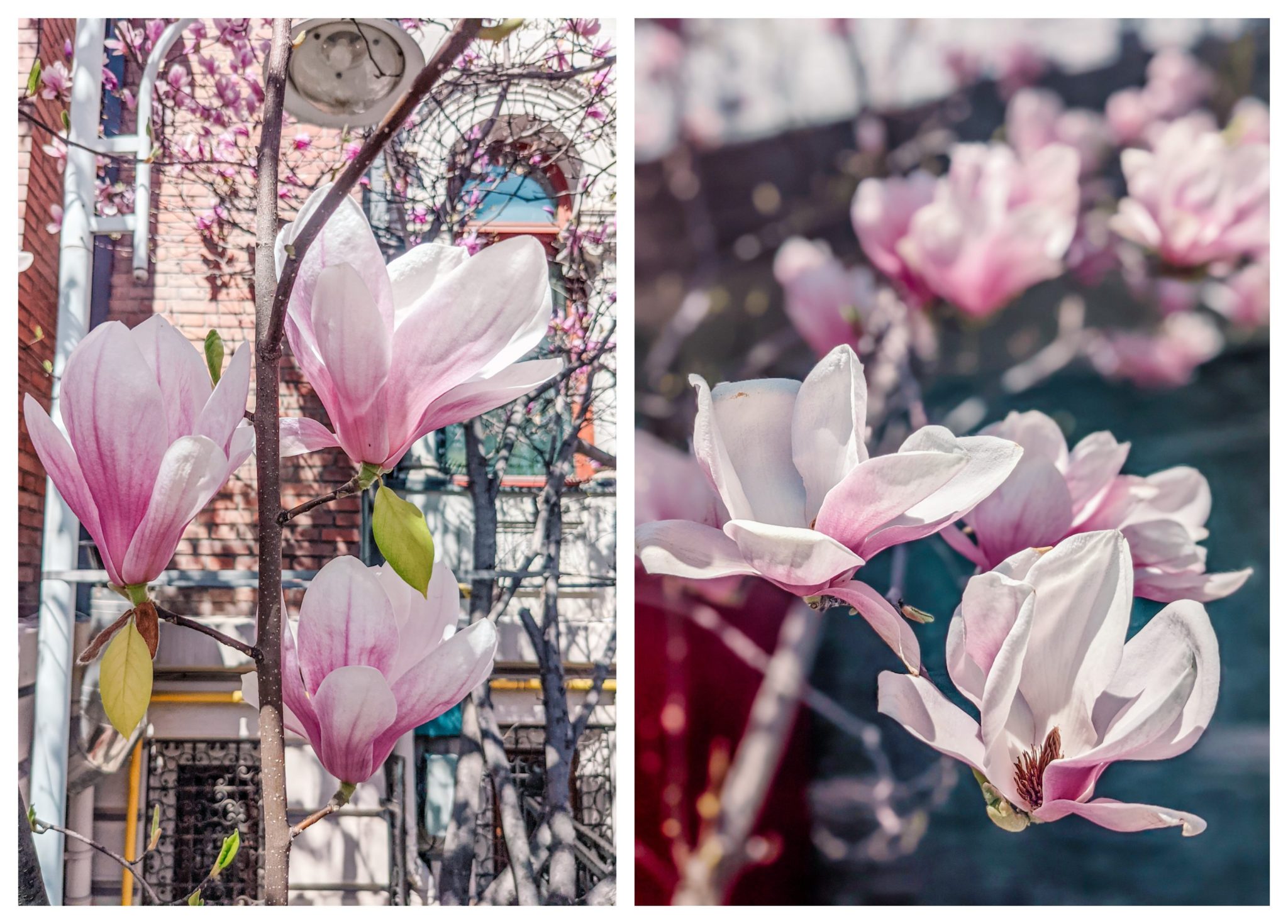 The biggest and most beautiful magnolias in Bucharest - AnotherSide Of Me