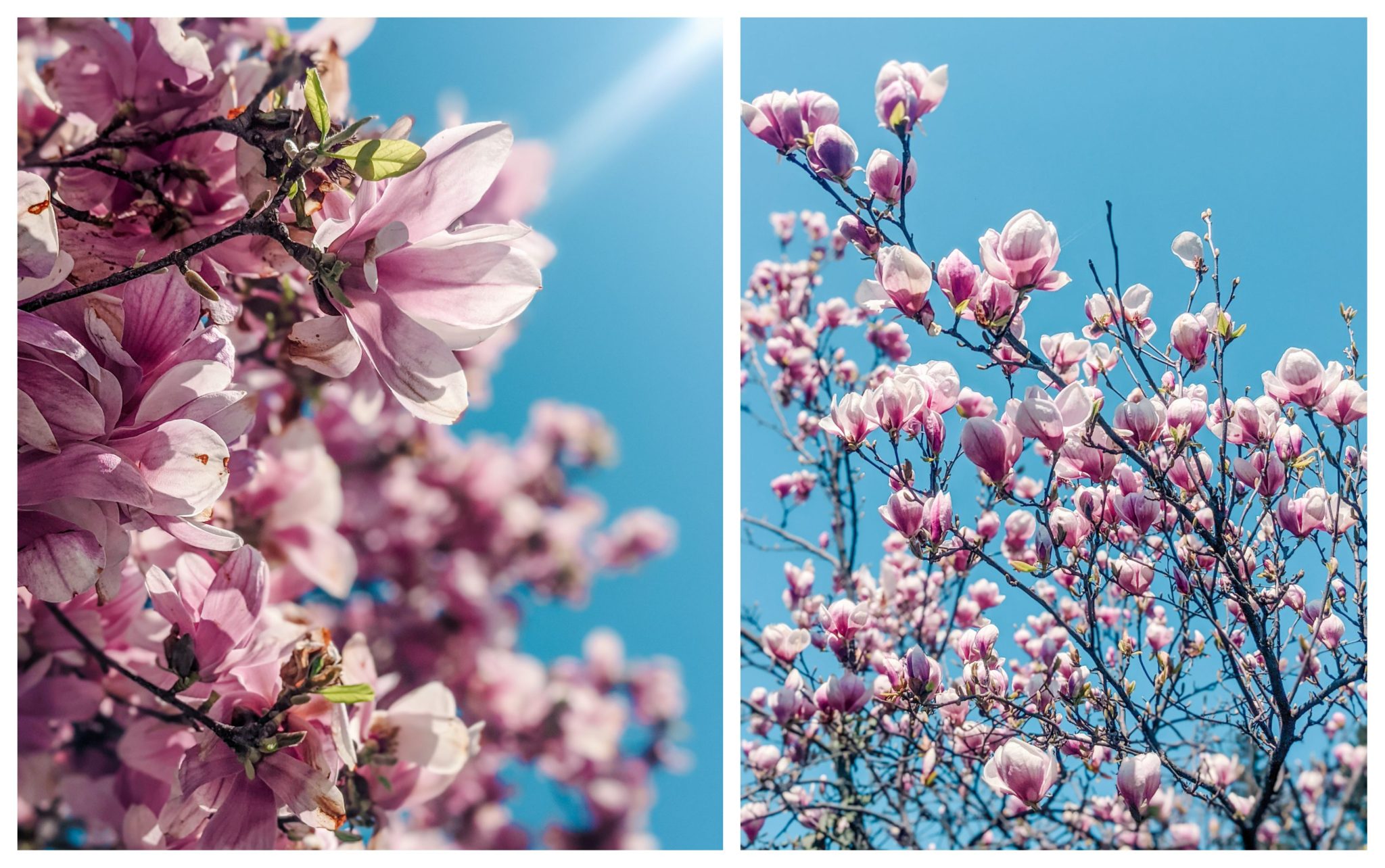 The biggest and most beautiful magnolias in Bucharest - AnotherSide Of Me
