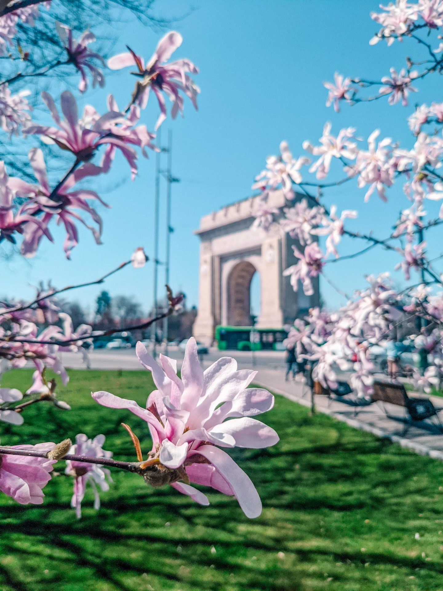 The biggest and most beautiful magnolias in Bucharest - AnotherSide Of Me
