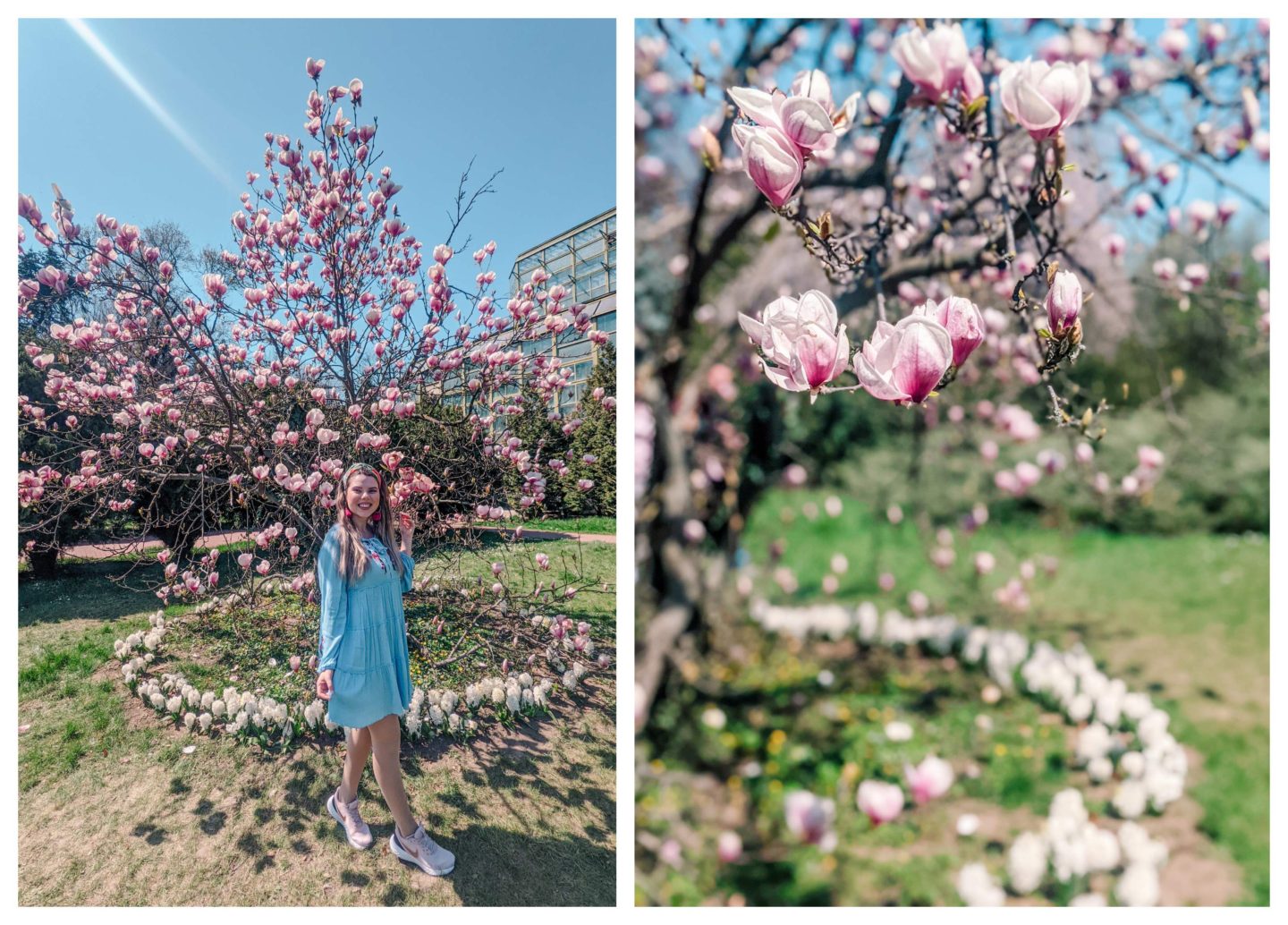 The biggest and most beautiful magnolias in Bucharest - AnotherSide Of Me