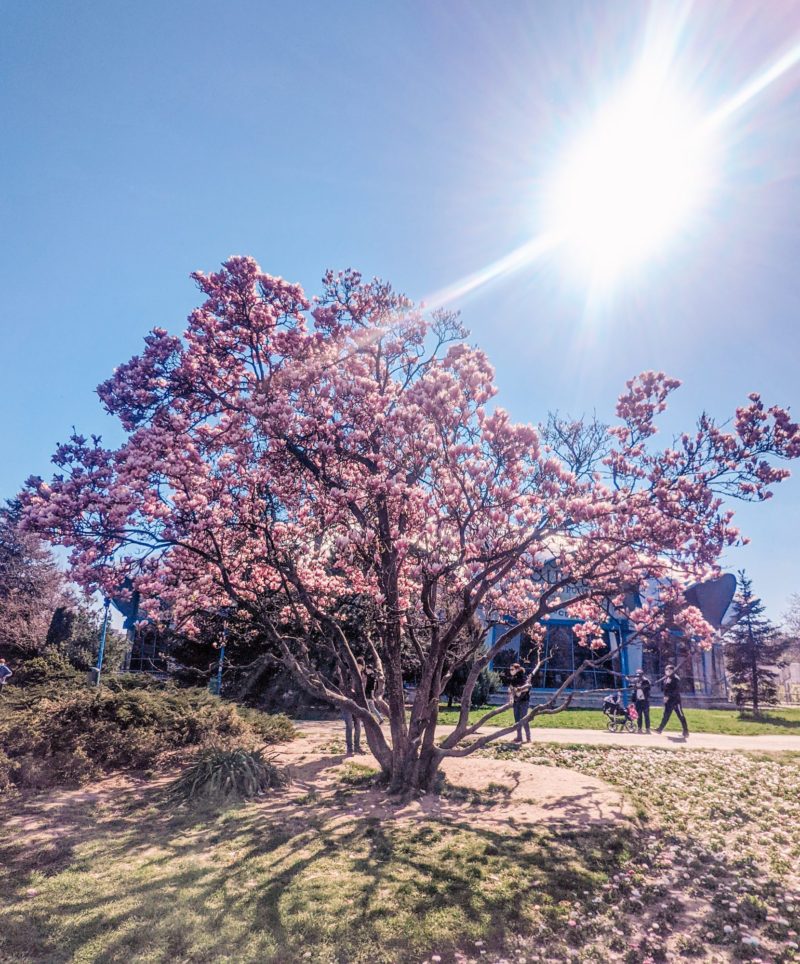 The biggest and most beautiful magnolias in Bucharest - AnotherSide Of Me