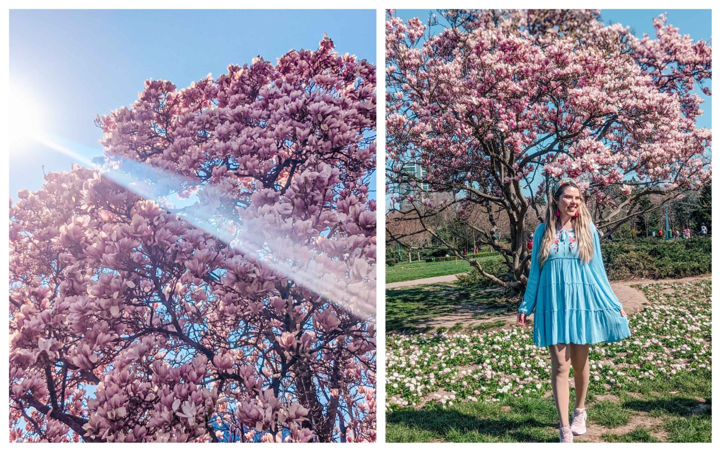 The biggest and most beautiful magnolias in Bucharest - AnotherSide Of Me